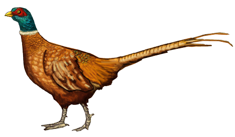 Bažanti - Uklidim-nakrmim.cz