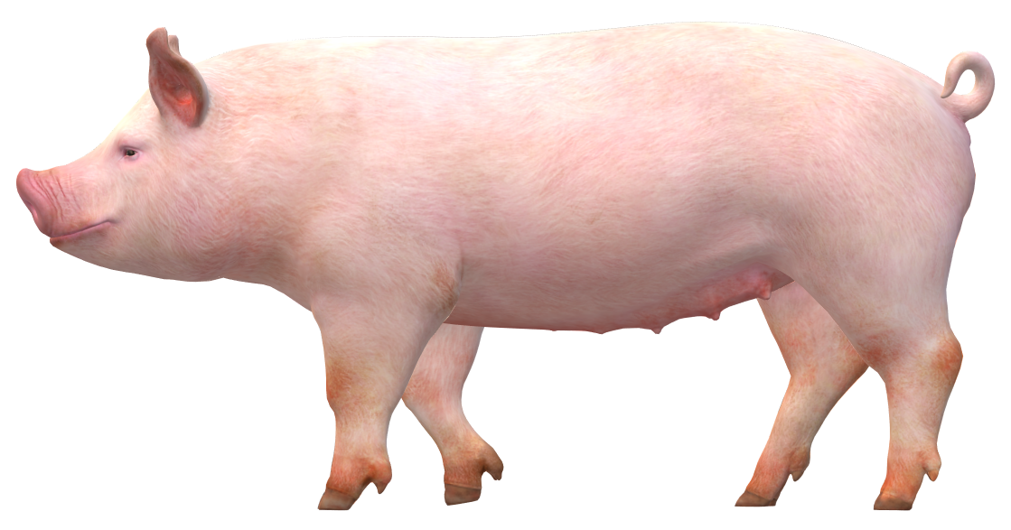 Prasata - Uklidim-nakrmim.cz